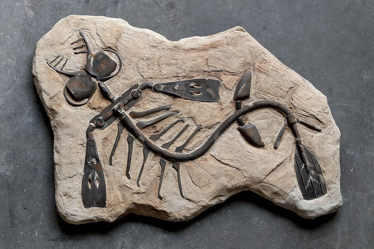 Natuurhistorisch Museum Rotterdam - Museumtijdschrift